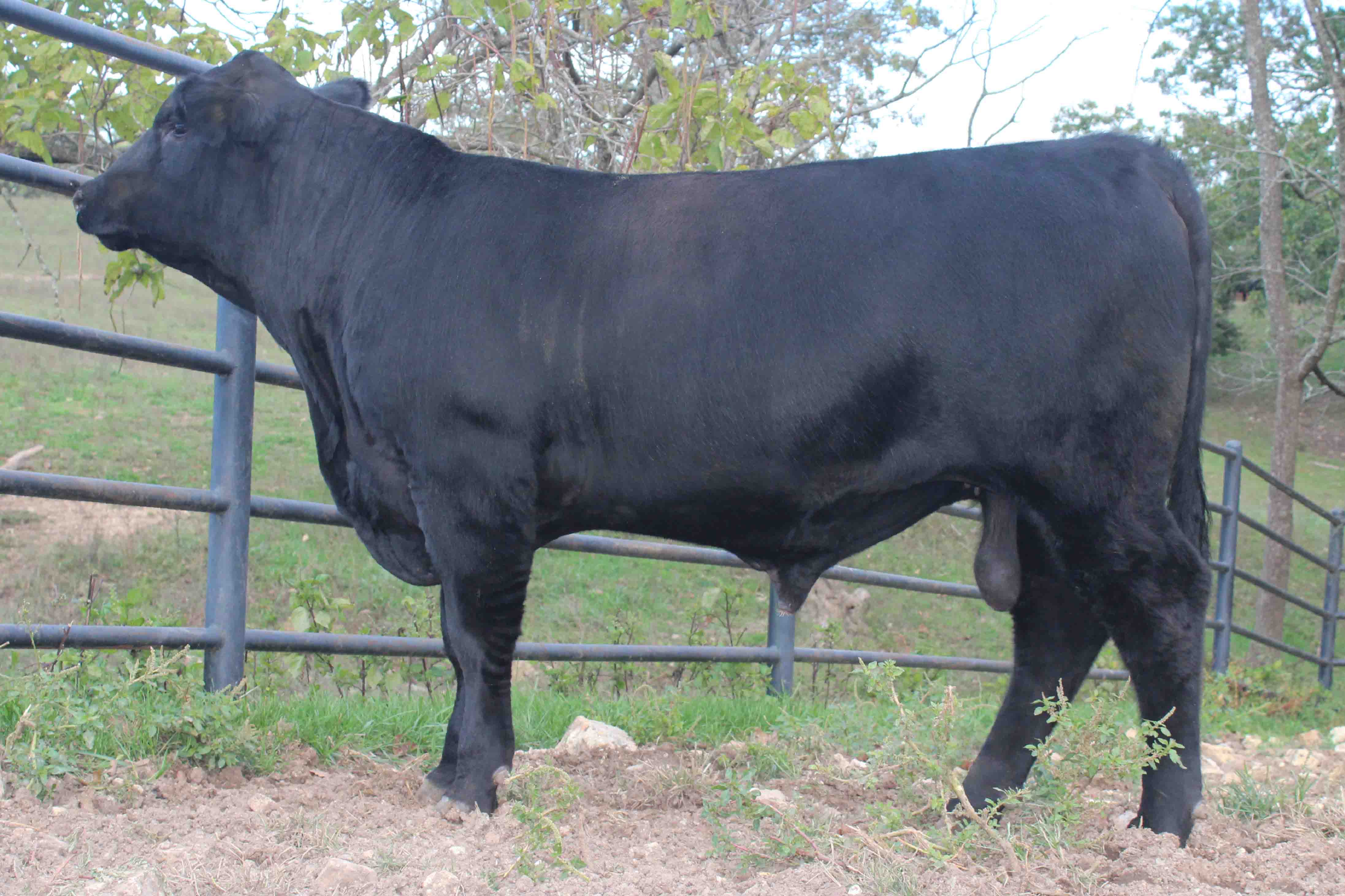 Southwest Missouri Beef Cattle Improvement Association