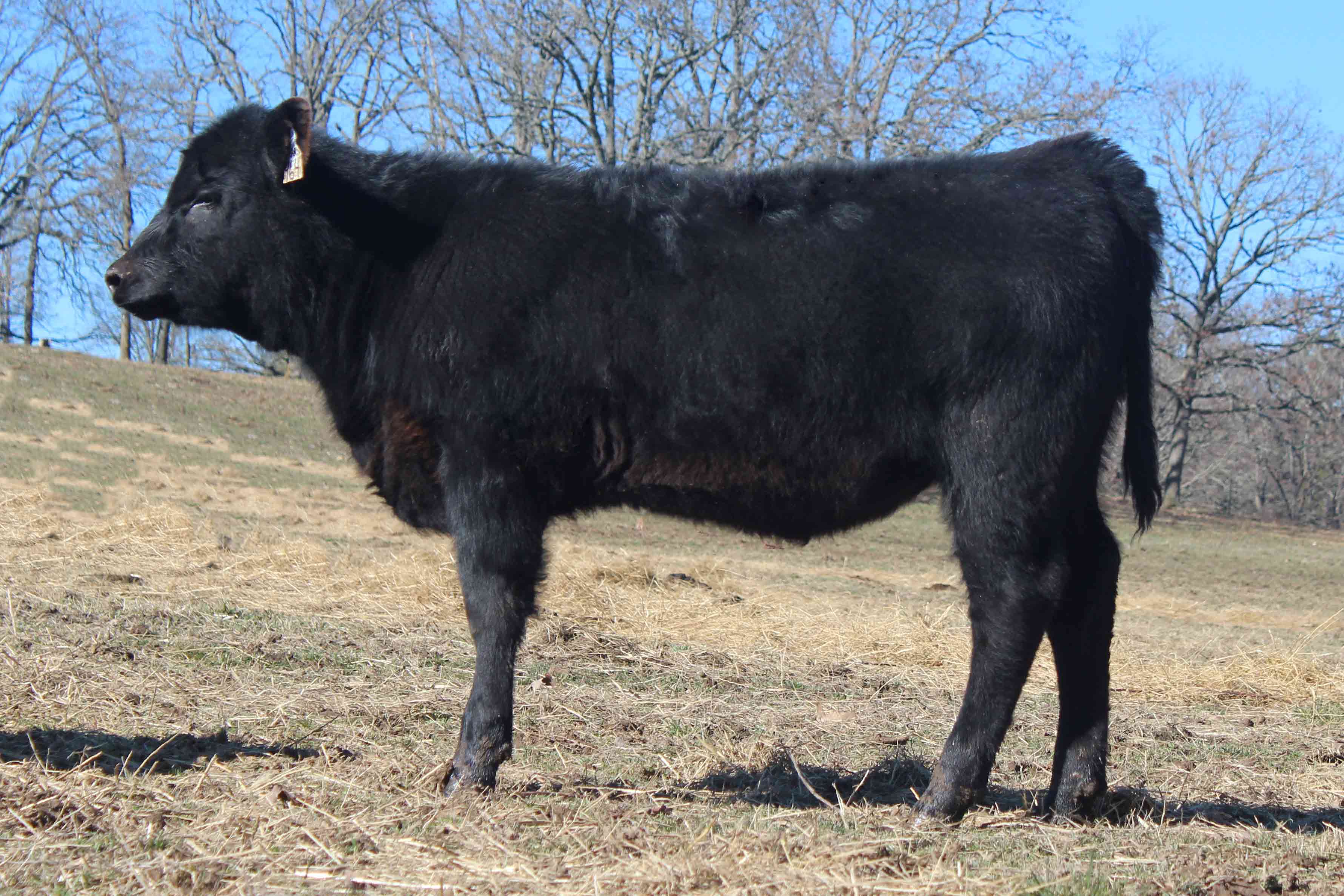 Southwest Missouri Beef Cattle Improvement Association